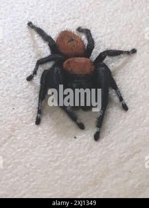 Cardinal Jumping Spider (Phidippus cardinalis) Arachnida Stock Photo ...