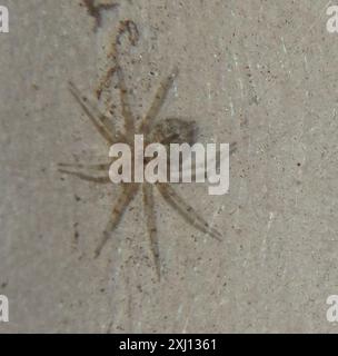 Wall Spiders (Oecobius) Arachnida Stock Photo - Alamy