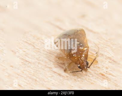 Minute pirate bugs (Anthocoridae) Insecta Stock Photo - Alamy