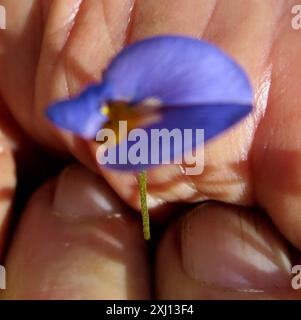 (Lotononis filiformis) Plantae Stock Photo - Alamy
