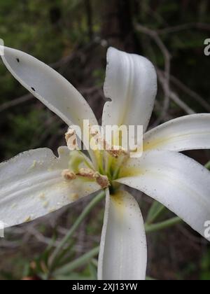 Washington lily (Lilium washingtonianum) Plantae Stock Photo - Alamy