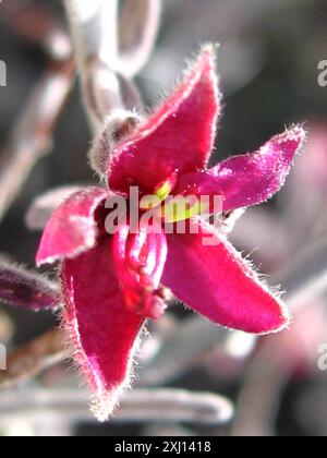 White Rhatany (Krameria bicolor) Plantae Stock Photo - Alamy