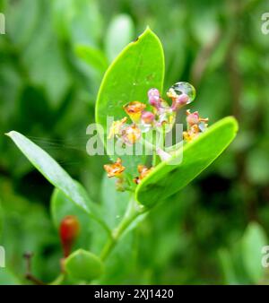 Cape Sumach (Colpoon compressum) Plantae Stock Photo - Alamy