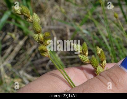 pointed broom sedge (Carex scoparia) Plantae Stock Photo - Alamy