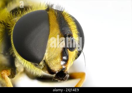 Macro image of a hoverfly (Myathropa florea) female, showing detail of ...