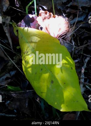 Cape Chestnut (Calodendrum capense) Plantae Stock Photo - Alamy