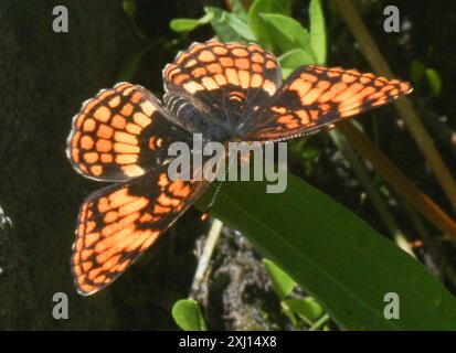 Patches and Allies (Chlosyne) Insecta Stock Photo - Alamy