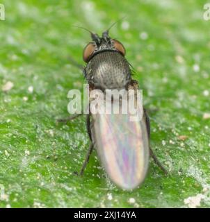 Acalyptrate Flies (Acalyptratae) Insecta Stock Photo - Alamy