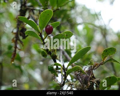 coca trees (Erythroxylum) Plantae Stock Photo - Alamy