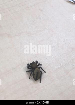Apache Jumping Spider (Phidippus apacheanus) Arachnida Stock Photo - Alamy