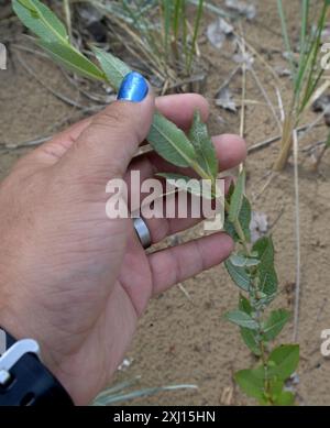sand dune willow (Salix cordata) Plantae Stock Photo - Alamy