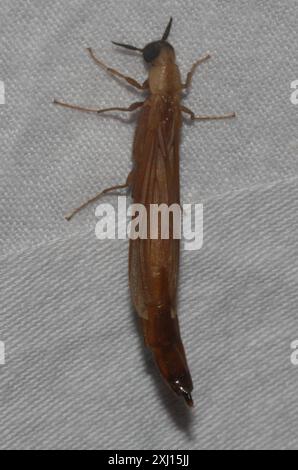 Ship-timber Beetles (Atractocerus) Insecta Stock Photo - Alamy