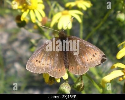 Mountain Ringlet (Erebia epiphron) Insecta Stock Photo - Alamy