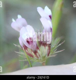 tomcat clover (Trifolium willdenovii), Plantae, Pfeiffer Big Sur State ...