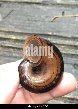 (Cyclophorus ateribalteiformis) Mollusca Stock Photo - Alamy