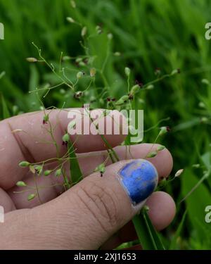 Scribner's Panicgrass (Dichanthelium scribnerianum) Plantae Stock Photo ...