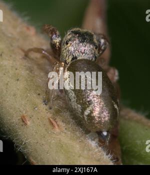 (Sassacus vitis) Arachnida Stock Photo - Alamy