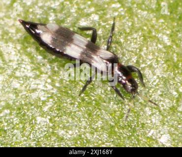 Banded Thrips (Aeolothrips fasciatus) Insecta Stock Photo - Alamy