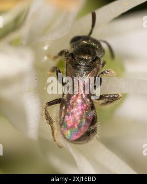 (Lasioglossum gemmatum) Insecta Stock Photo - Alamy