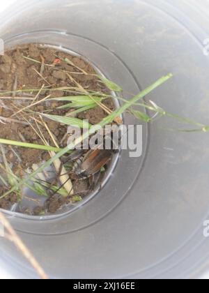 Variable Field Cricket (Gryllus lineaticeps Stock Photo - Alamy