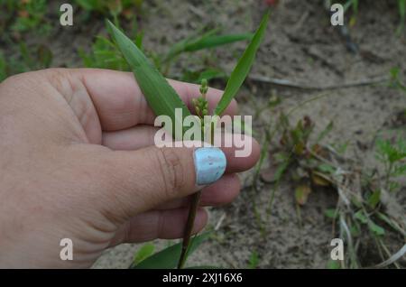 Scribner's Panicgrass (Dichanthelium scribnerianum) Plantae Stock Photo ...