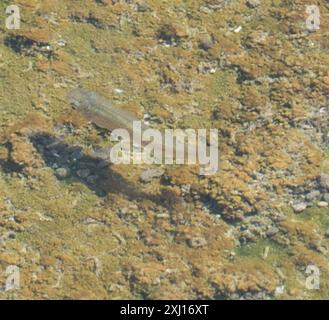 Western Mosquitofish (Gambusia affinis) Actinopterygii Stock Photo - Alamy
