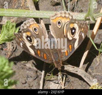 Gray Buckeye (Junonia grisea), Insecta, Sandy Wool Lake, Milpitas, CA ...