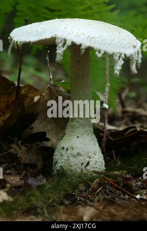 Amanita Sect. Lepidella (Lepidella) Fungi Stock Photo - Alamy