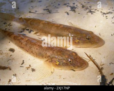 African Freshwater Goby (Awaous aeneofuscus) Actinopterygii Stock Photo ...
