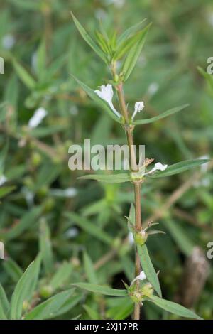 buttonweed (Diodia virginiana) Plantae Stock Photo - Alamy