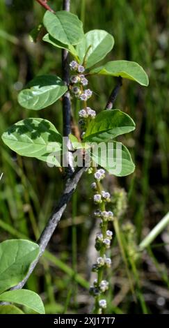common arrowgrass (Triglochin maritima) Plantae Stock Photo - Alamy