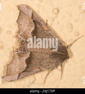 Pero Moths (Pero) Insecta Stock Photo - Alamy