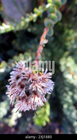 Sceptres (Paranomus) Plantae Stock Photo - Alamy