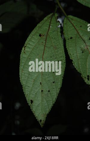 (Urera simplex) Plantae Stock Photo - Alamy