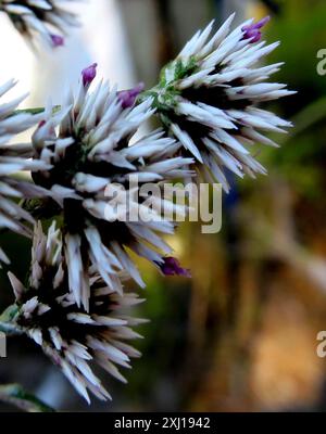 Hedgehog Snakebush (Stoebe microphylla Stock Photo - Alamy