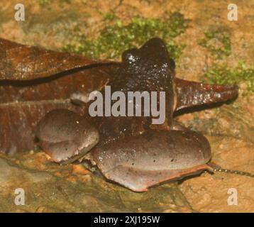 Large Pygmy Frog (Microhyla berdmorei) Amphibia Stock Photo - Alamy