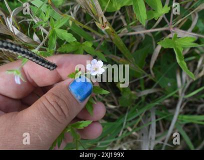 Siberian Crane's-bill (Geranium sibiricum) Plantae Stock Photo - Alamy