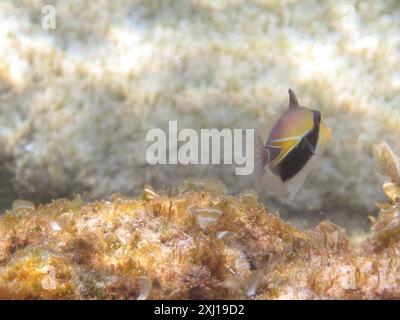 Wedgetail Triggerfish (Rhinecanthus rectangulus) Actinopterygii Stock ...