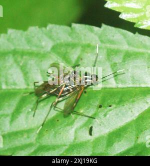 Stilt-legged Flies (Micropezidae), Insecta, Ufrgs Campus Do Vale ...