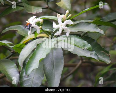 forest toad-tree (Tabernaemontana ventricosa) Plantae Stock Photo - Alamy
