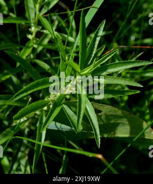marsh mermaidweed (Proserpinaca palustris) Plantae Stock Photo - Alamy