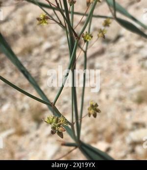 Desert Trumpet (Eriogonum inflatum) Plantae Stock Photo - Alamy