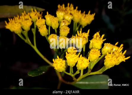 (Psiadia altissima) Plantae Stock Photo - Alamy