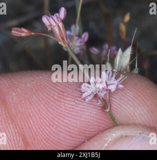 golden-carpet wild buckwheat (Eriogonum luteolum luteolum) Plantae ...