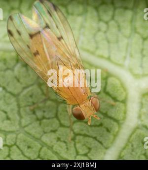 (Homoneura occidentalis) Insecta Stock Photo - Alamy