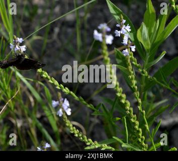 Narrowleaf Vervain (Verbena simplex) Plantae Stock Photo - Alamy