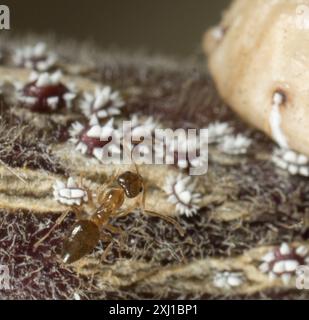 Barnacle Scale (Ceroplastes cirripediformis) Insecta Stock Photo - Alamy