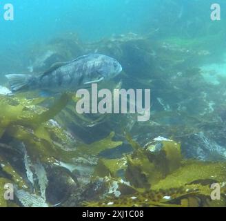 Barred Sand Bass (Paralabrax nebulifer) Actinopterygii Stock Photo - Alamy