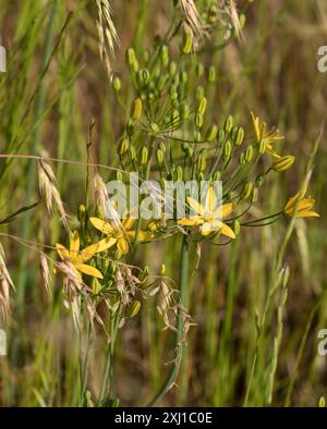goldenstar (Bloomeria crocea) Plantae Stock Photo - Alamy