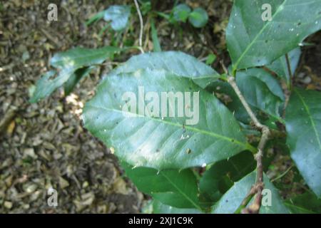 Forest Saffron (Elaeodendron croceum) Plantae Stock Photo - Alamy